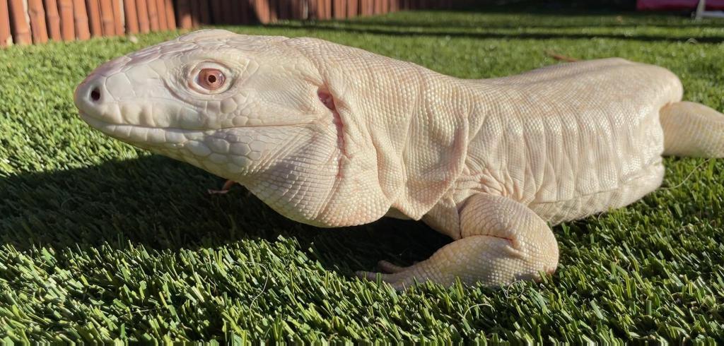 About Us – Mojave Animal Experience, LLC